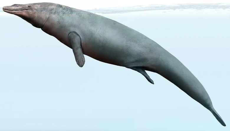 Aegicetus (SciiFii) | Novum Terram Wiki | Fandom