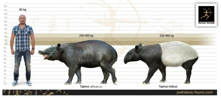 African Tapir | Novum Terram Wiki | Fandom