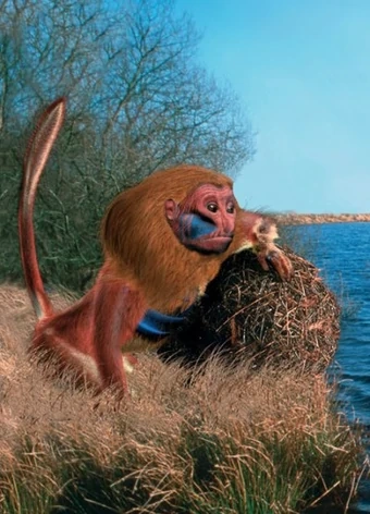 Babookari | Novum Terram Wiki | Fandom