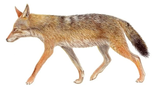 Canis latrans orcutti (SciiFii) | Novum Terram Wiki | Fandom