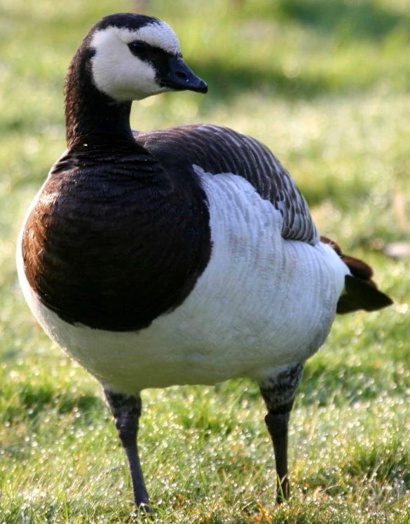 Giant barnacle goose (SciiFii) | Novum Terram Wiki | Fandom