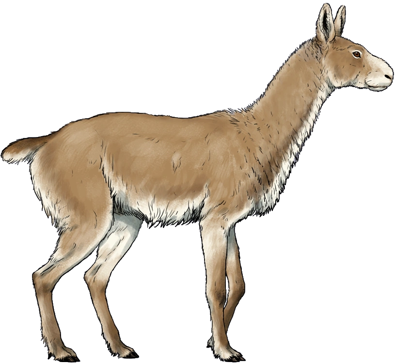 Arctic rabbuck (SciiFii) | Novum Terram Wiki | Fandom
