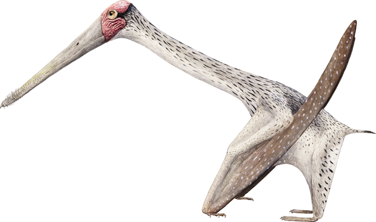 Forfexopterus (SciiFii) | Novum Terram Wiki | Fandom