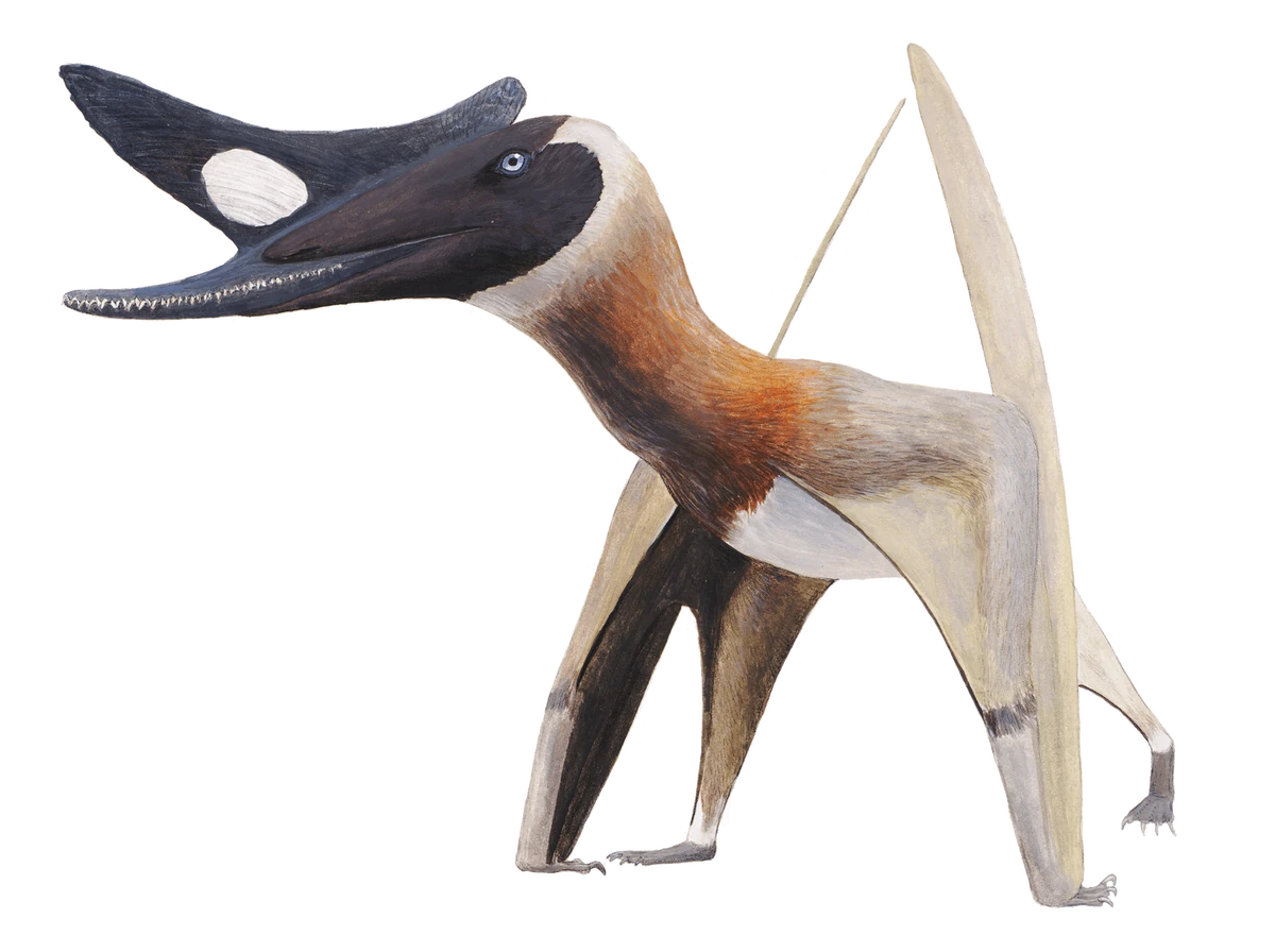 Normannognathus (SciiFii) | Novum Terram Wiki | Fandom