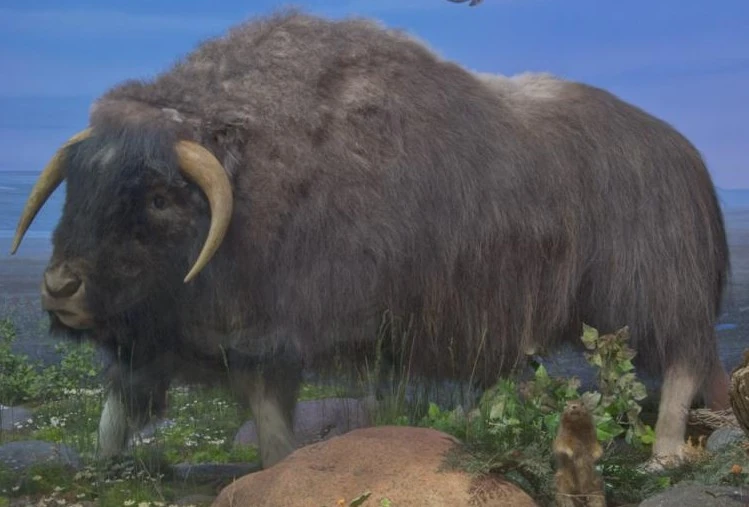 Bootherium (SciiFii) | Novum Terram Wiki | Fandom