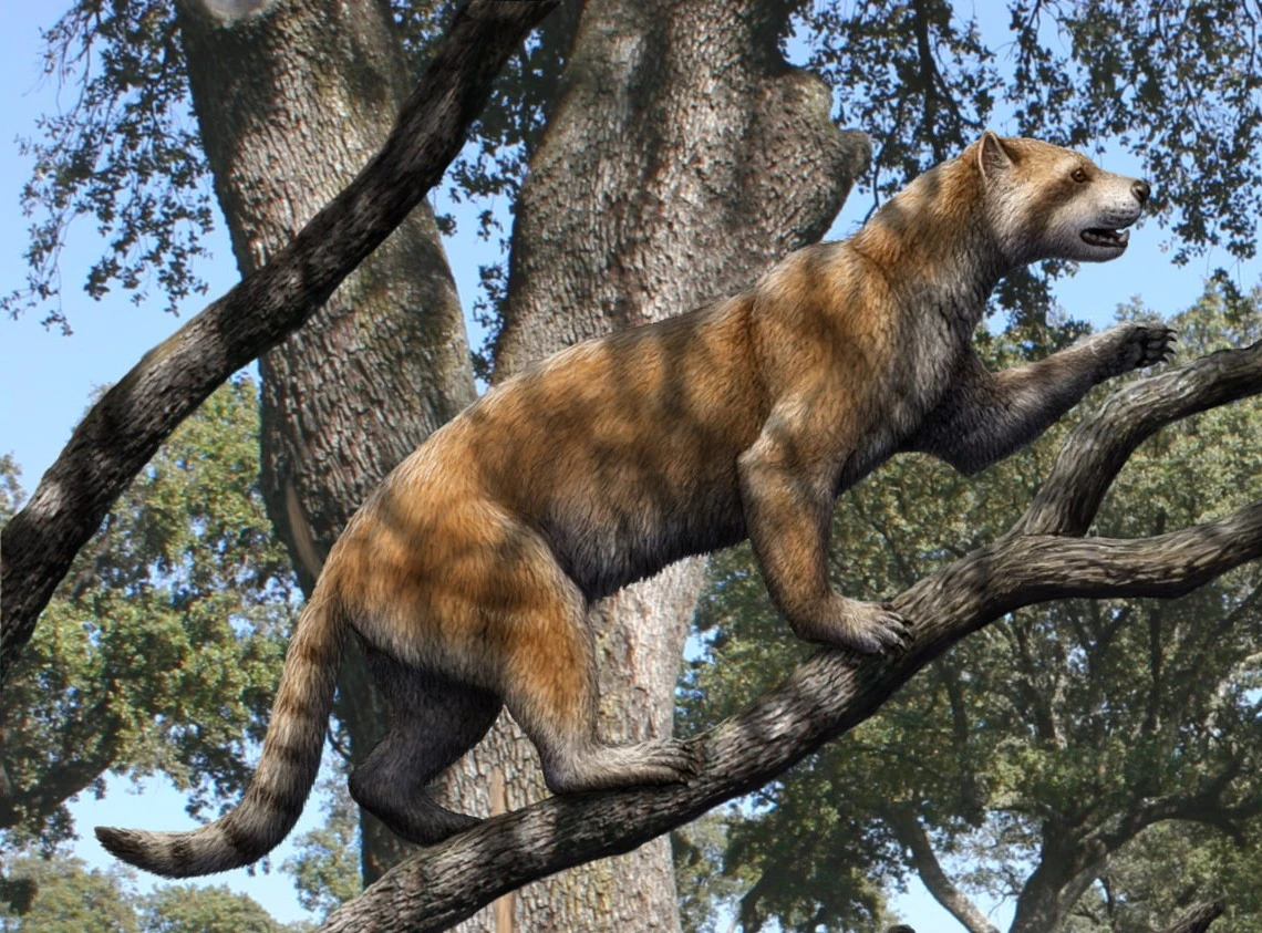 Simocyon (SciiFii) | Novum Terram Wiki | Fandom