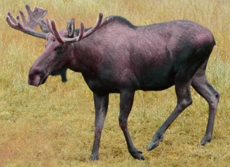 California moose (SciiFii) | Novum Terram Wiki | Fandom