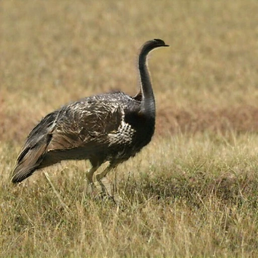 Long-Necked Turkey | Novum Terram Wiki | Fandom