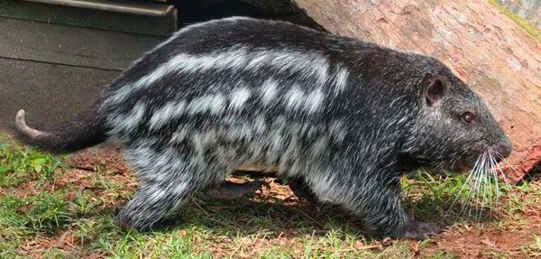 North American pacarana (SciiFii) | Novum Terram Wiki | Fandom