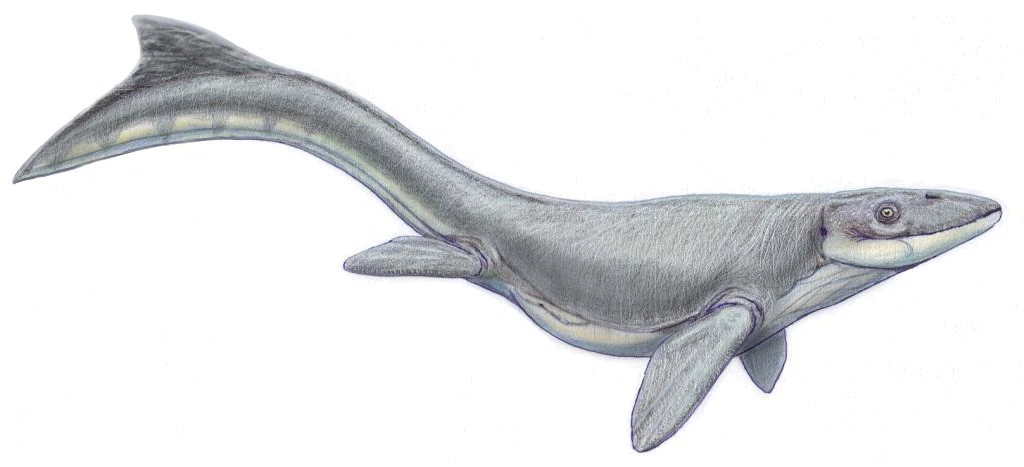 Prognathodon | Novum Terram Wiki | Fandom