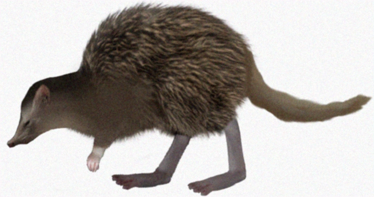 Shrewperson (SciiFii) | Novum Terram Wiki | Fandom