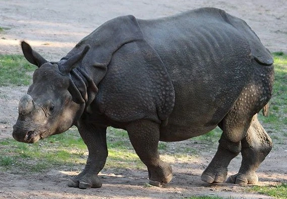 Nesorhinus philippinensis (SciiFii) | Novum Terram Wiki | Fandom