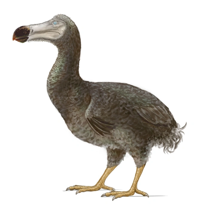 Dodo (The Unfaked) | Novum Terram Wiki | Fandom