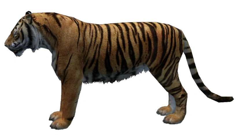 Panthera Tigris Balica