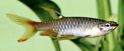North American splashing tetra (SciiFii) | Novum Terram Wiki | Fandom