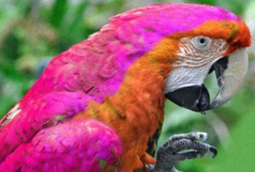 Pink-and-orange macaw (SciiFii) | Novum Terram Wiki | Fandom