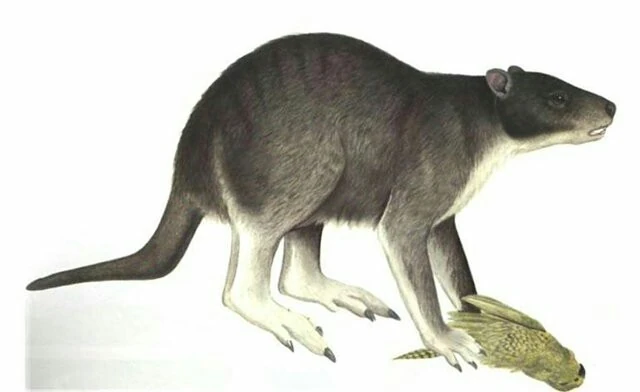 False Wallaby | Novum Terram Wiki | Fandom