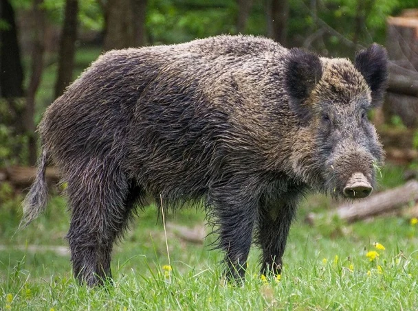 Invasive species of Liera | Novum Terram Wiki | Fandom