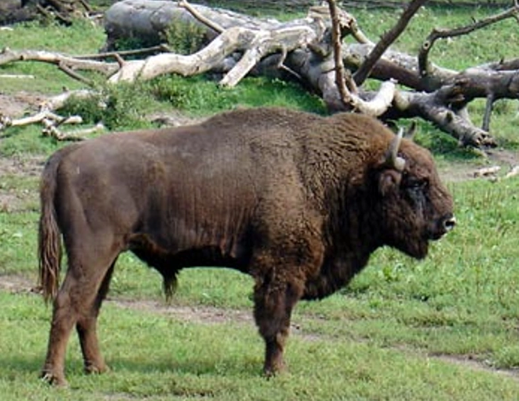 Scottish bison (SciiFii) | Novum Terram Wiki | Fandom
