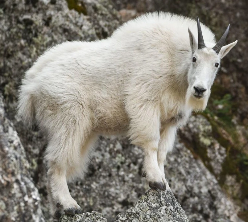 Japan Mountain Goat