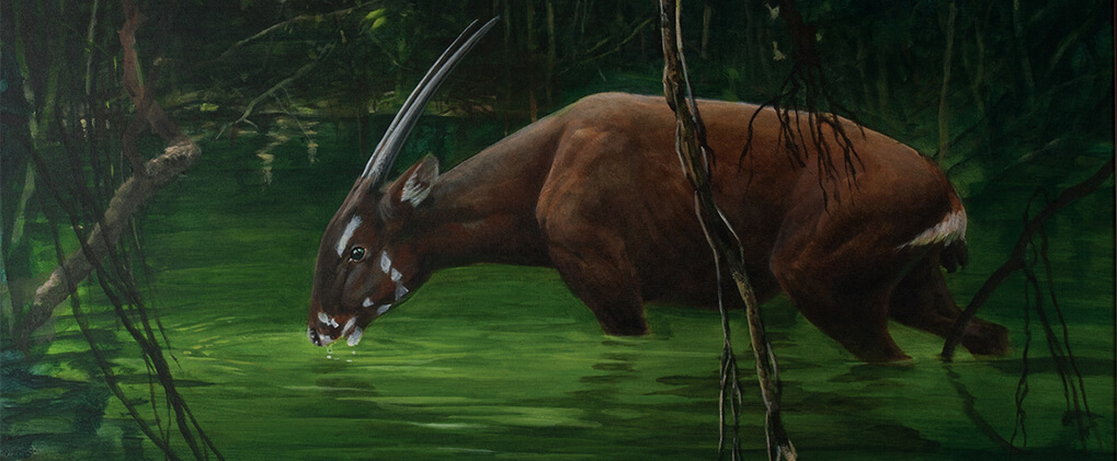 African Saola Sciifii Novum Terram Wiki Fandom