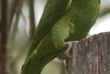 kakapo flying