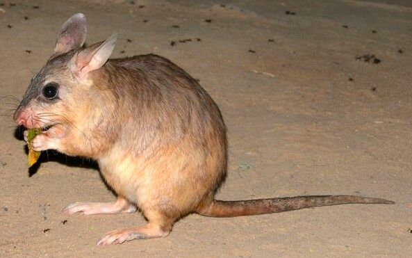American jumping rat SciiFii Novum Terram Wiki Fandom
