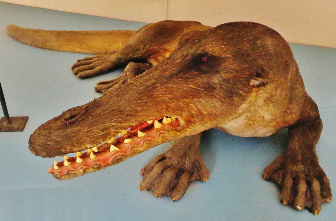 Ambulocetus | Novum Terram Wiki | Fandom