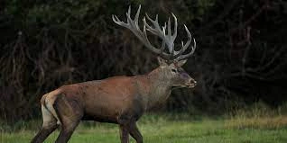 Domestic giant deer | Novum Terram Wiki | Fandom