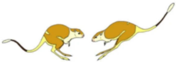 Goliath kangaroo rat (SciiFii) | Novum Terram Wiki | Fandom