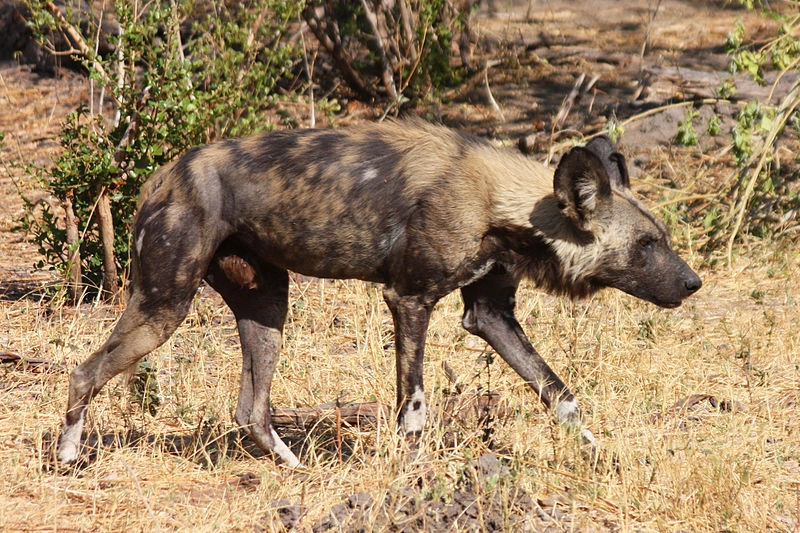 Sahara wild dog (SciiFii) | Novum Terram Wiki | Fandom