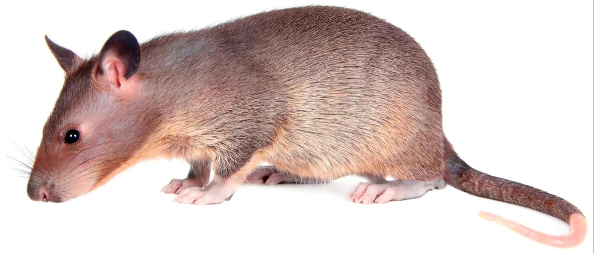 American pouched rat (SciiFii) | Novum Terram Wiki | Fandom