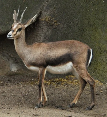 African dwarf gazelle (SciiFii) | Novum Terram Wiki | Fandom