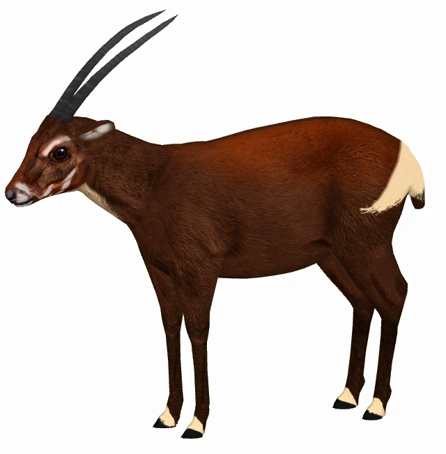 Saola Antelope