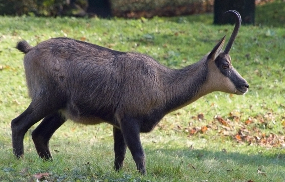American chamois (SciiFii) | Novum Terram Wiki | Fandom