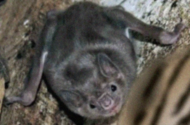 Northern white-winged vampire bat (SciiFii) | Novum Terram Wiki | Fandom