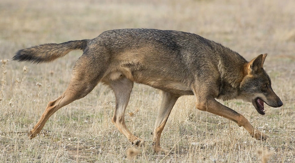 Asiatic gray wolf (SciiFii) | Novum Terram Wiki | Fandom