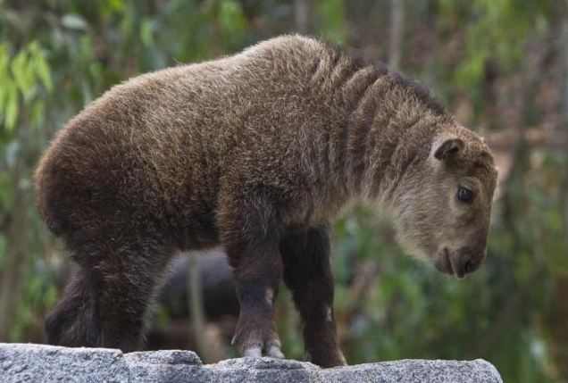 Moran | Novum Terram Wiki | Fandom