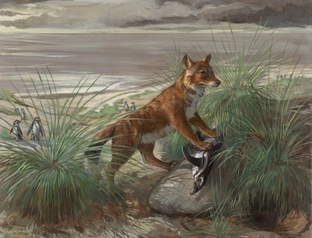 Falkland Islands wolf (SciiFii) | Novum Terram Wiki | Fandom