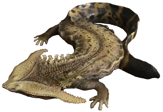 Hammerhead Salamander Diplocaulus