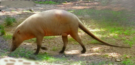 Pakicetus calcis (BioGen) | Novum Terram Wiki | Fandom