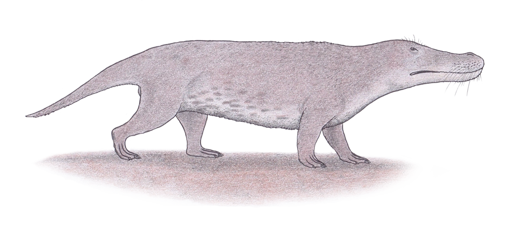 Ambulocetus Evolution