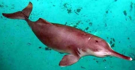 Chinese River Dolphin Extinct