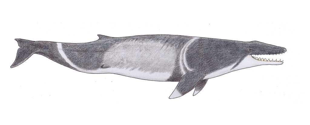 Coronodon (SciiFii) | Novum Terram Wiki | Fandom