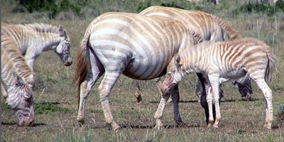 South American Zebra (My version) | Novum Terram Wiki | Fandom