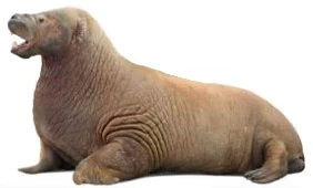 Giant walrus (SciiFii) | Novum Terram Wiki | Fandom