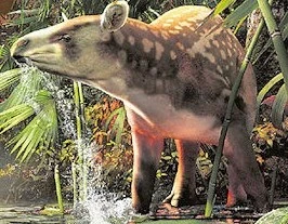 Heptodon (SciiFii) | Novum Terram Wiki | Fandom