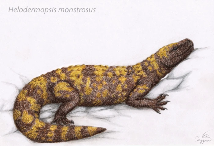 Gila Dragon (SciiFii) | Novum Terram Wiki | Fandom