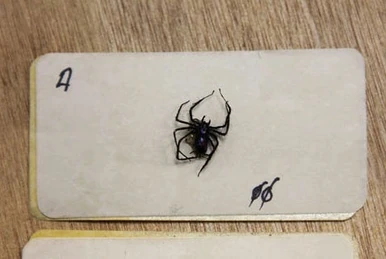 Blue Widow Spider