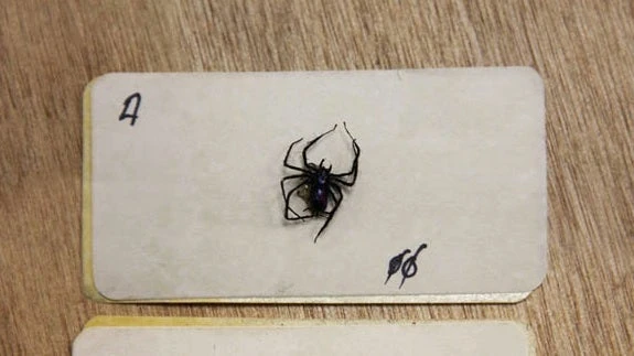 Oscorp Spider | Novum Terram Wiki | Fandom